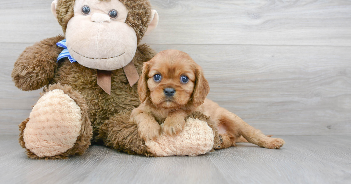 Happy Cavalier King Charles Spaniel Princess: 3lb 9oz Purebred Puppy