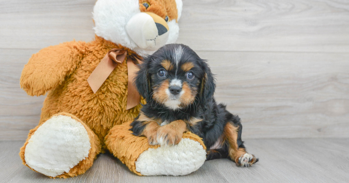 Hypoallergenic Cavalier King Charles Spaniel Princess: 4lb 12oz ...