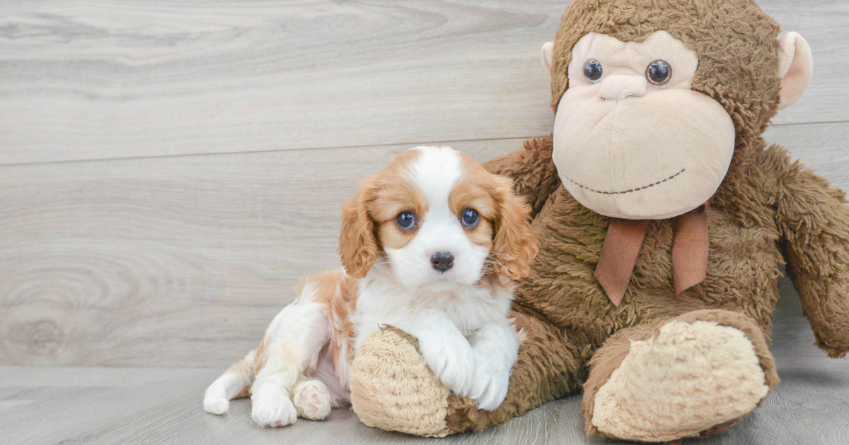 Happy Cavalier King Charles Spaniel William: 3lb 14oz Purebred Puppy