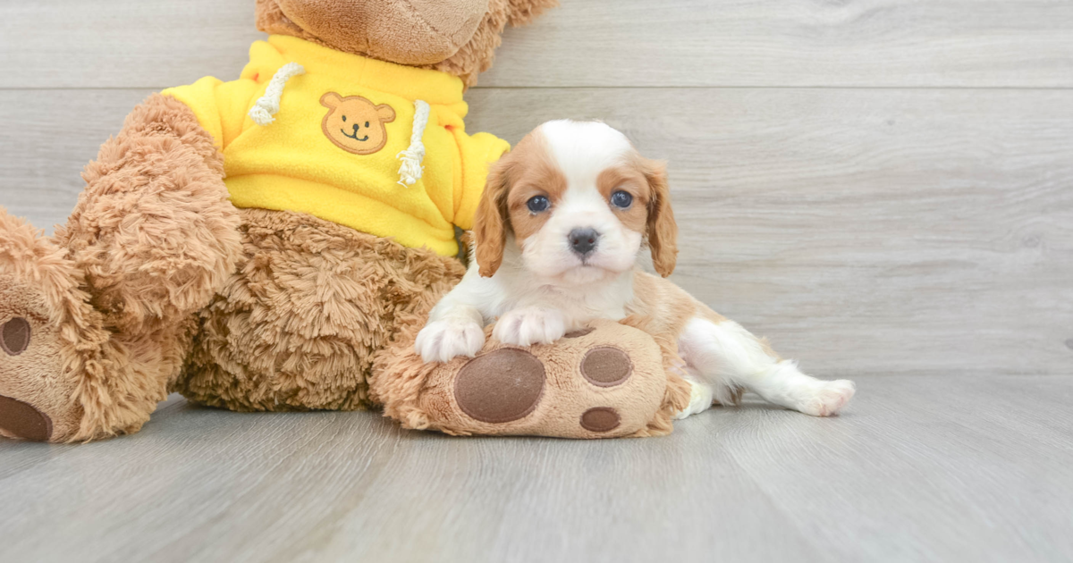 Small Cavalier King Charles Spaniel William: 4lb 1oz Purebred Puppy