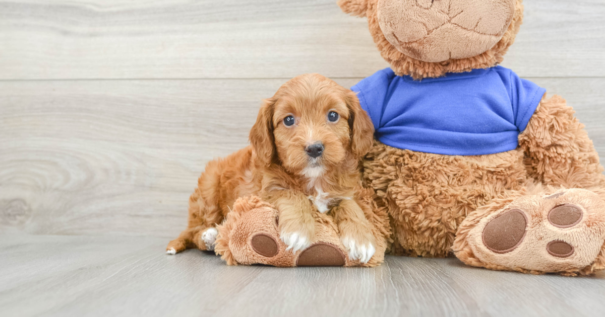 Happy Cavapoo Alanis: 3lb 10oz Doodle Puppy