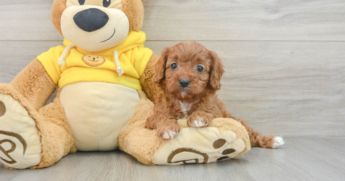 Playful Cavapoo Alicia: 4lb 5oz Doodle Puppy