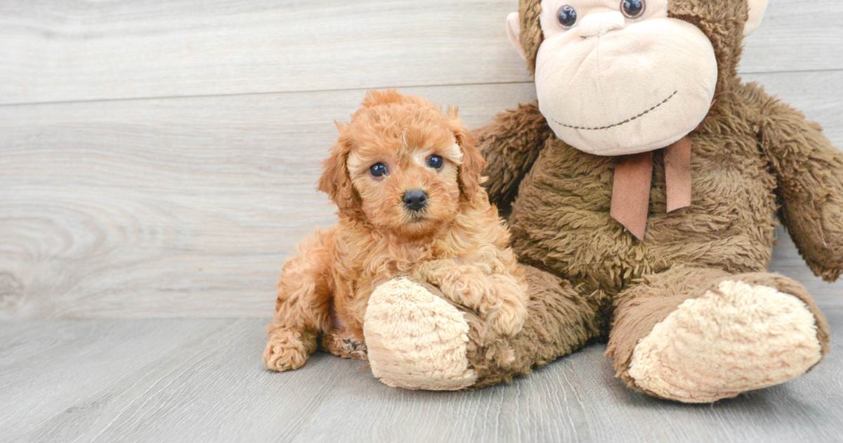 Funny Cavapoo Alton: 3lb 2oz Doodle Puppy