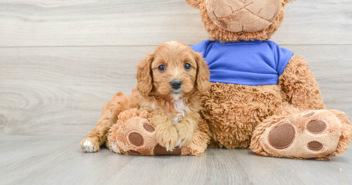 Funny Cavapoo Amigo: 4lb 13oz Doodle Puppy