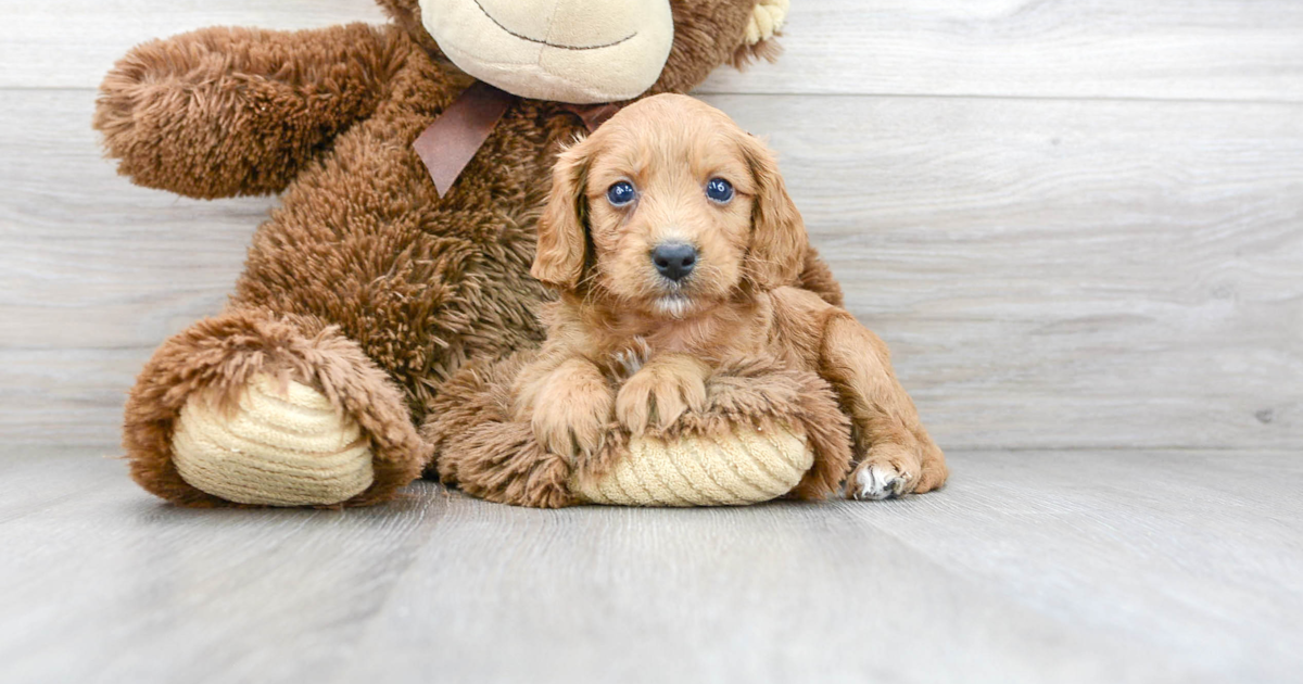 Happy Cavapoo Amigo: 3lb 7oz Doodle Puppy