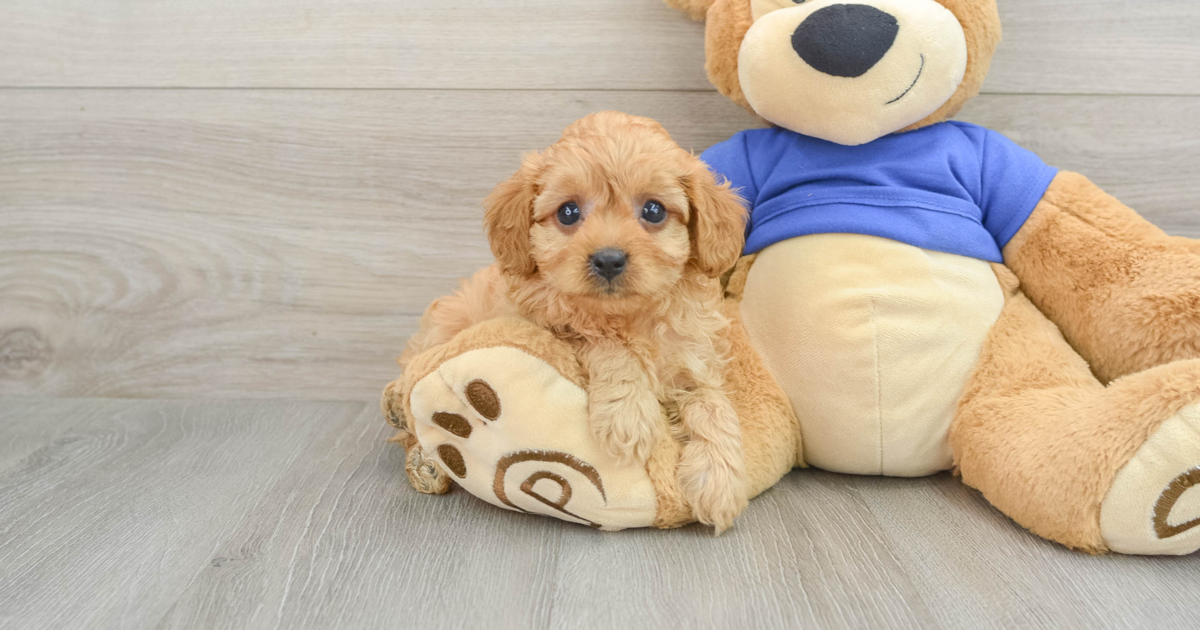 Fluffy Cavapoo Becca: 3lb 14oz Doodle Puppy