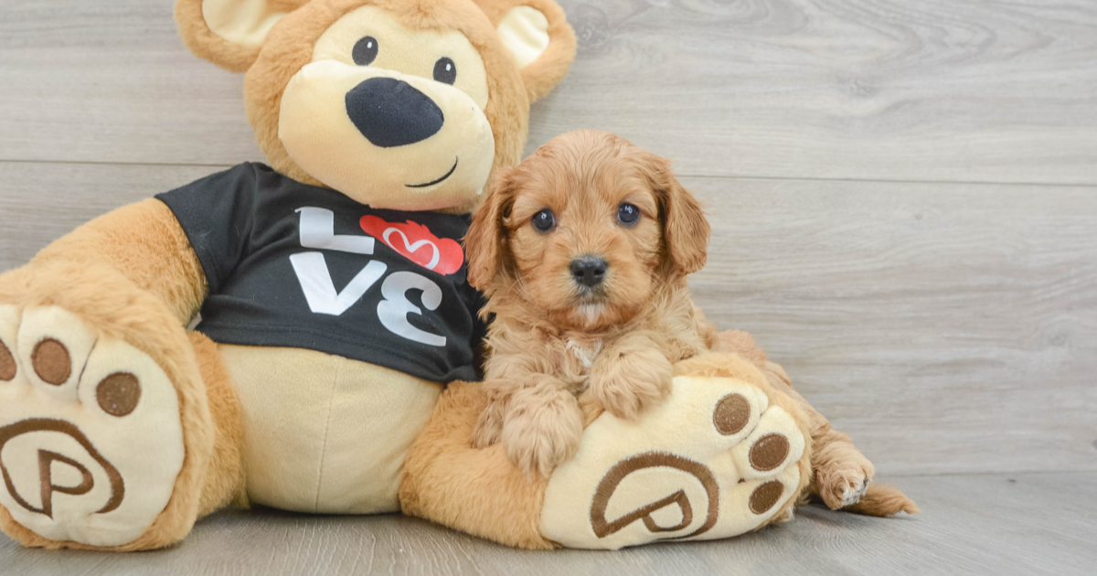 Little Cavapoo Becca: 5lb 8oz Doodle Puppy