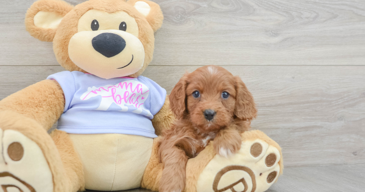 Cute Cavapoo Becca: 5lb 6oz Doodle Puppy