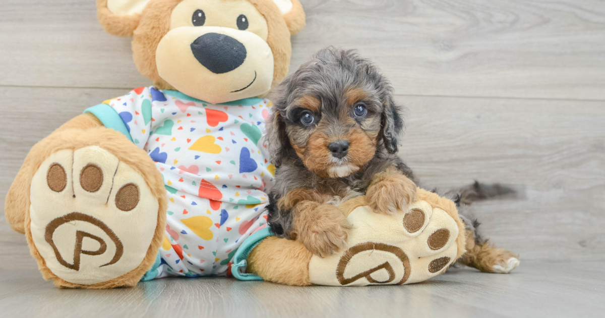 Adorable Cavapoo Becca: 5lb 4oz Doodle Puppy