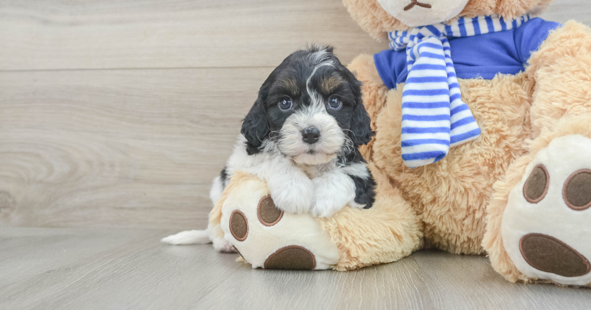 Cute Cavapoo Bodhi: 5lb 5oz Doodle Puppy