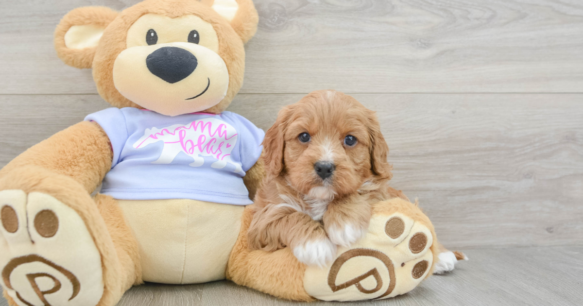 Cavapoo Bodhi: 3lb 12oz Doodle Puppy