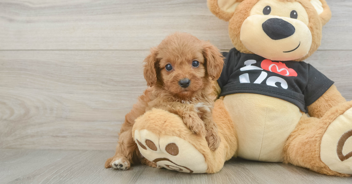 Friendly Cavapoo Bodhi: 4lb 8oz Doodle Puppy