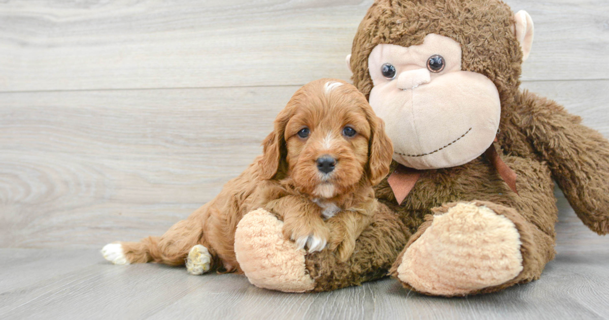 Funny Cavapoo Boomer: 6lb 2oz Doodle Puppy