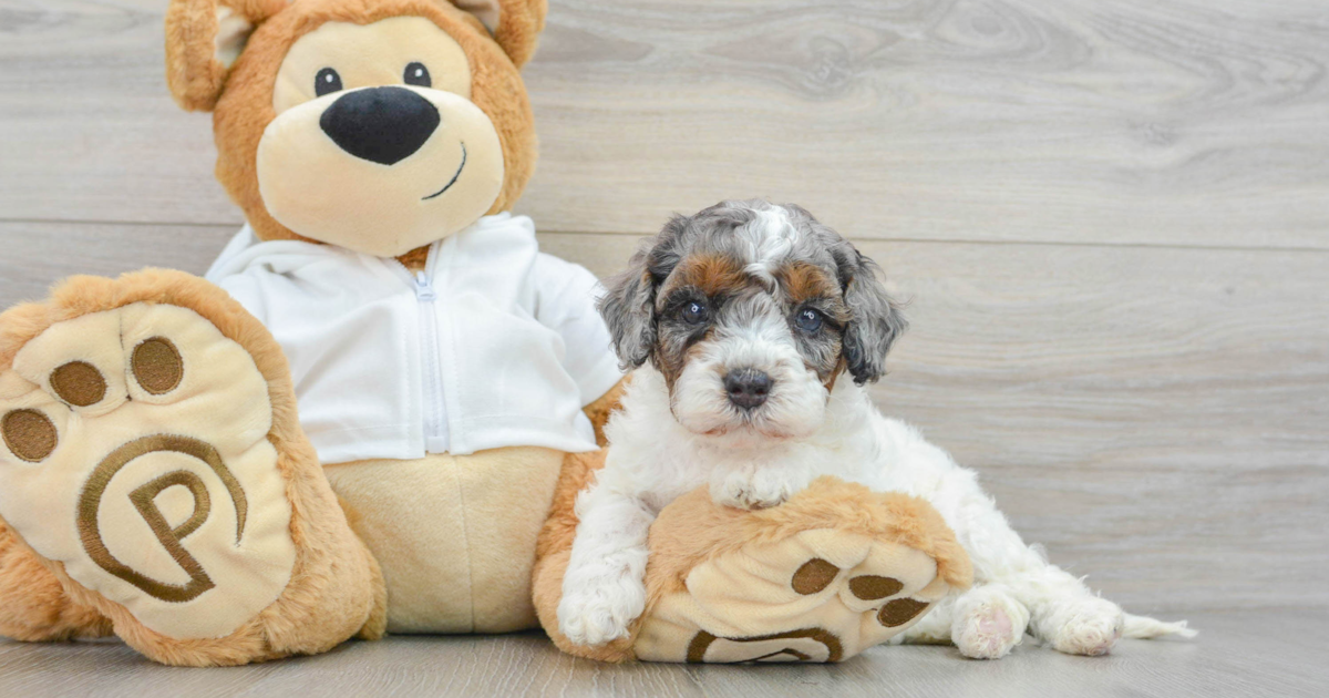 Adorable Cavapoo Boomer: 4lb 15oz Doodle Puppy