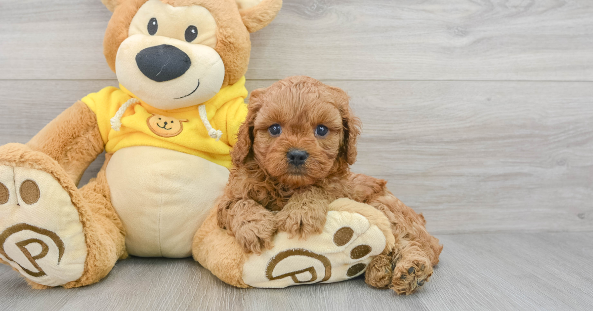 Small Cavapoo Boomer: 5lb 7oz Doodle Puppy