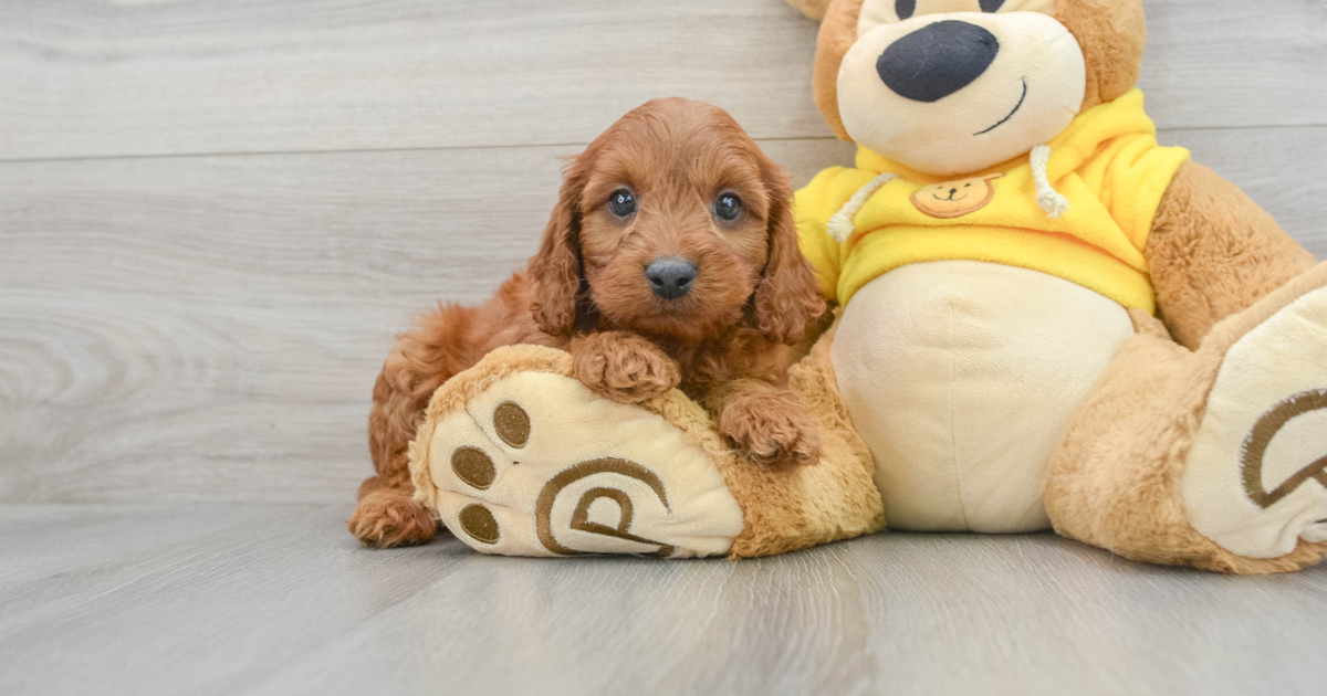 Sweet Cavapoo Boomer: 7lb 14oz Doodle Puppy