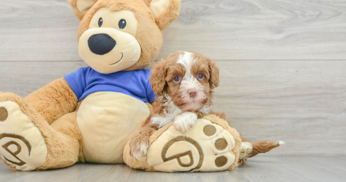 Cute Cavapoo Boomer: 3lb 14oz Doodle Puppy