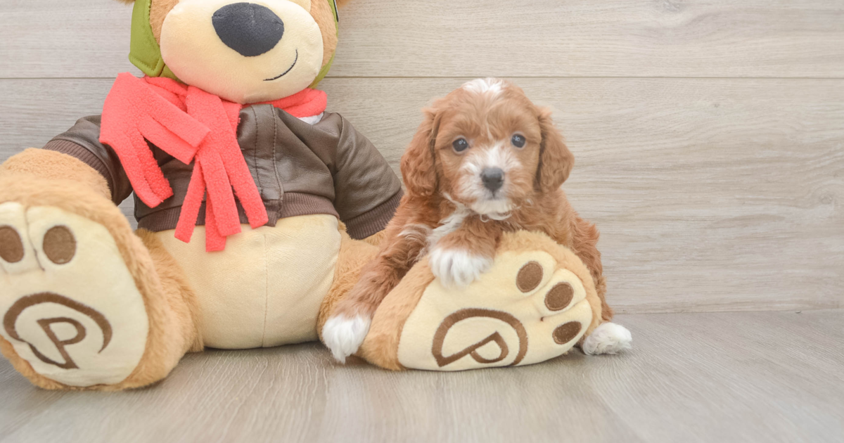 Cute Cavapoo Boomer: 3lb 10oz Doodle Puppy