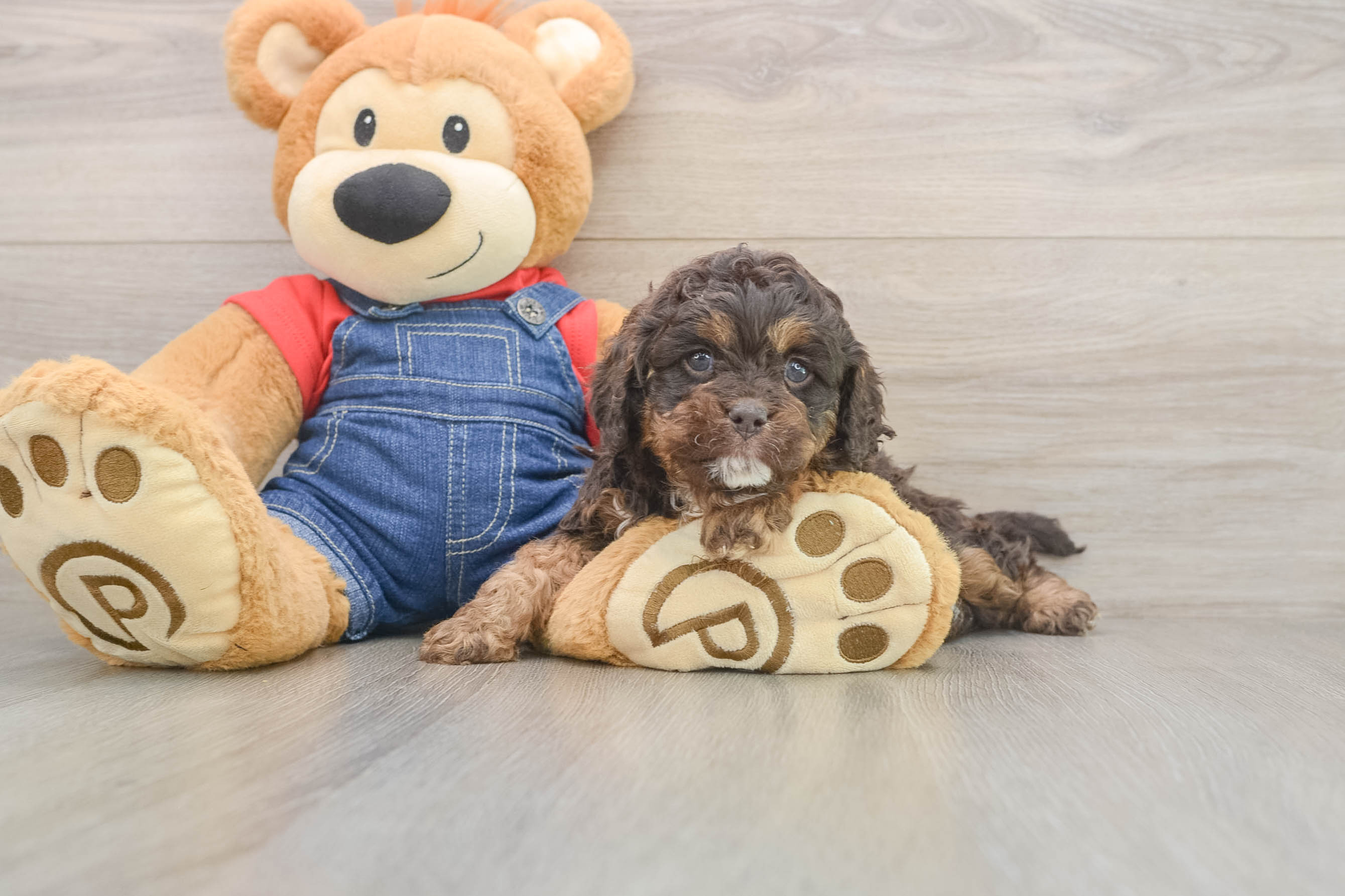 Happy Cavapoo Boomer: 5lb 4oz Doodle Puppy