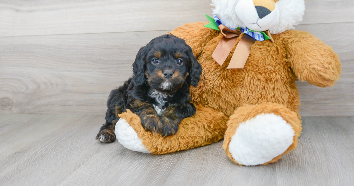 Little Cavapoo Boomer: 4lb 4oz Doodle Puppy