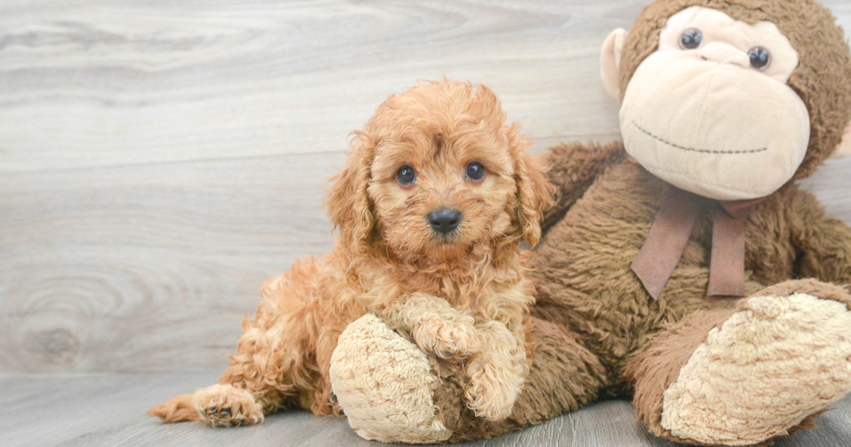 Funny Cavapoo Boomer: 3lb 13oz Doodle Puppy