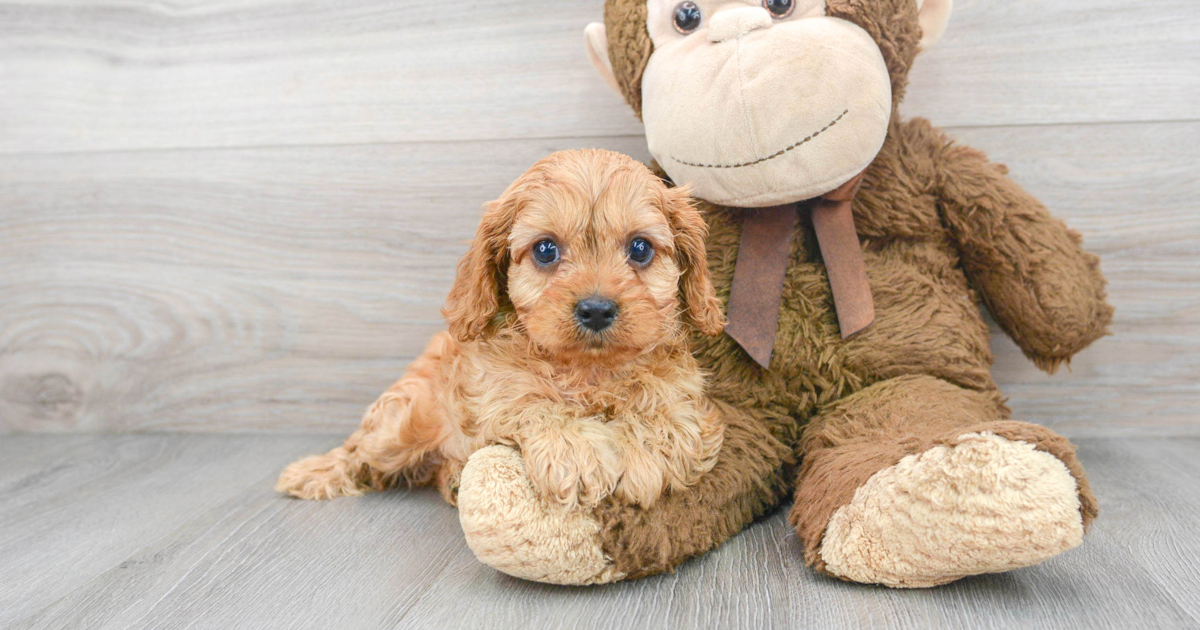 Playful Cavapoo Boomer: 3lb 3oz Doodle Puppy