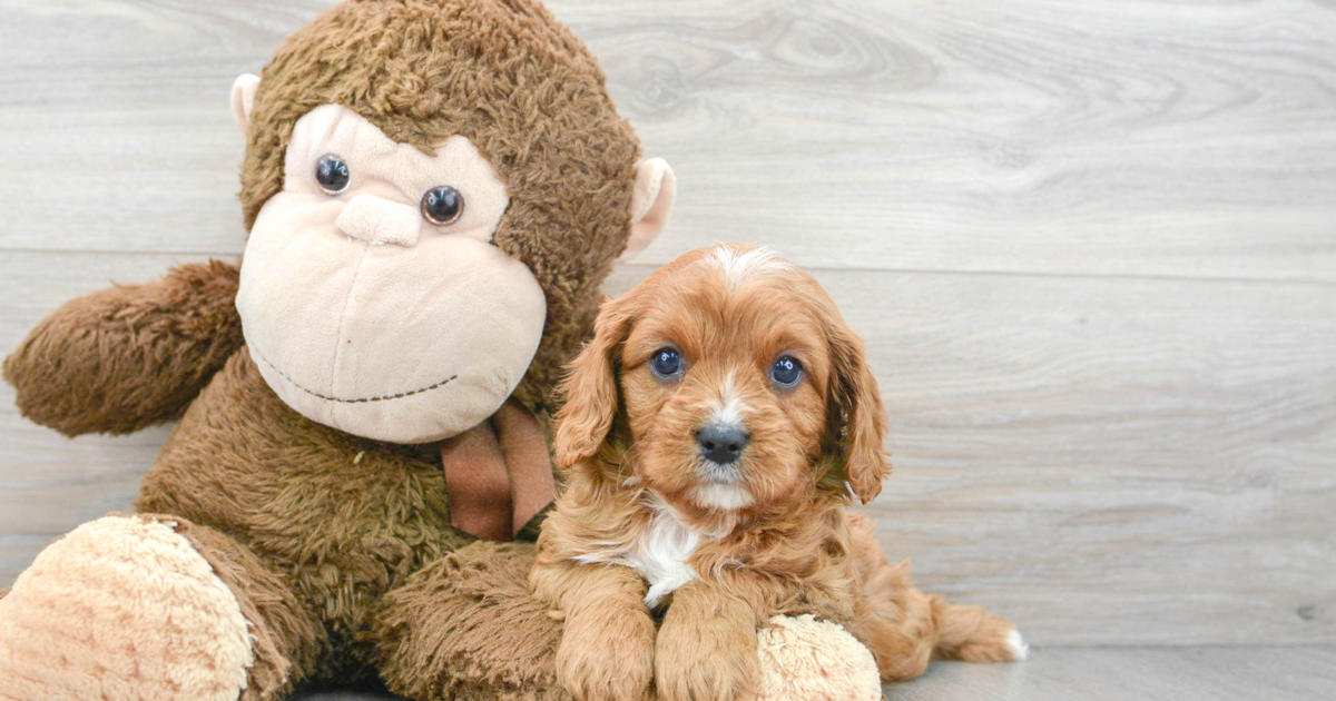 Fluffy Cavapoo Boomer: 4lb 8oz Doodle Puppy