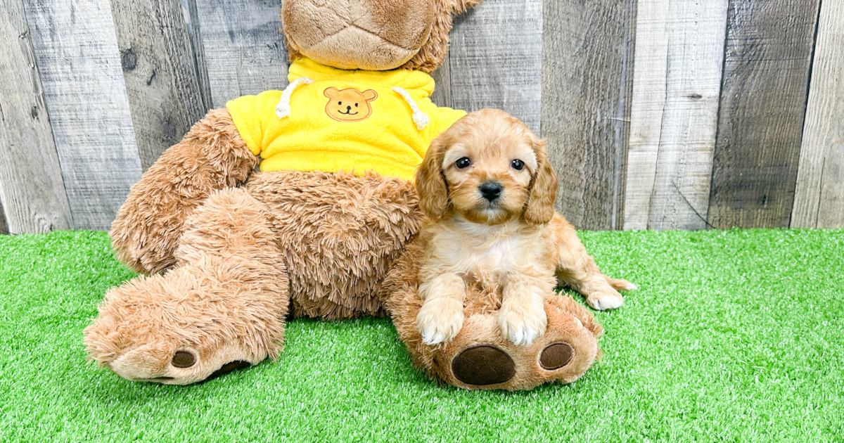 Cute Cavapoo Brinkley: 4lb 5oz Doodle Puppy