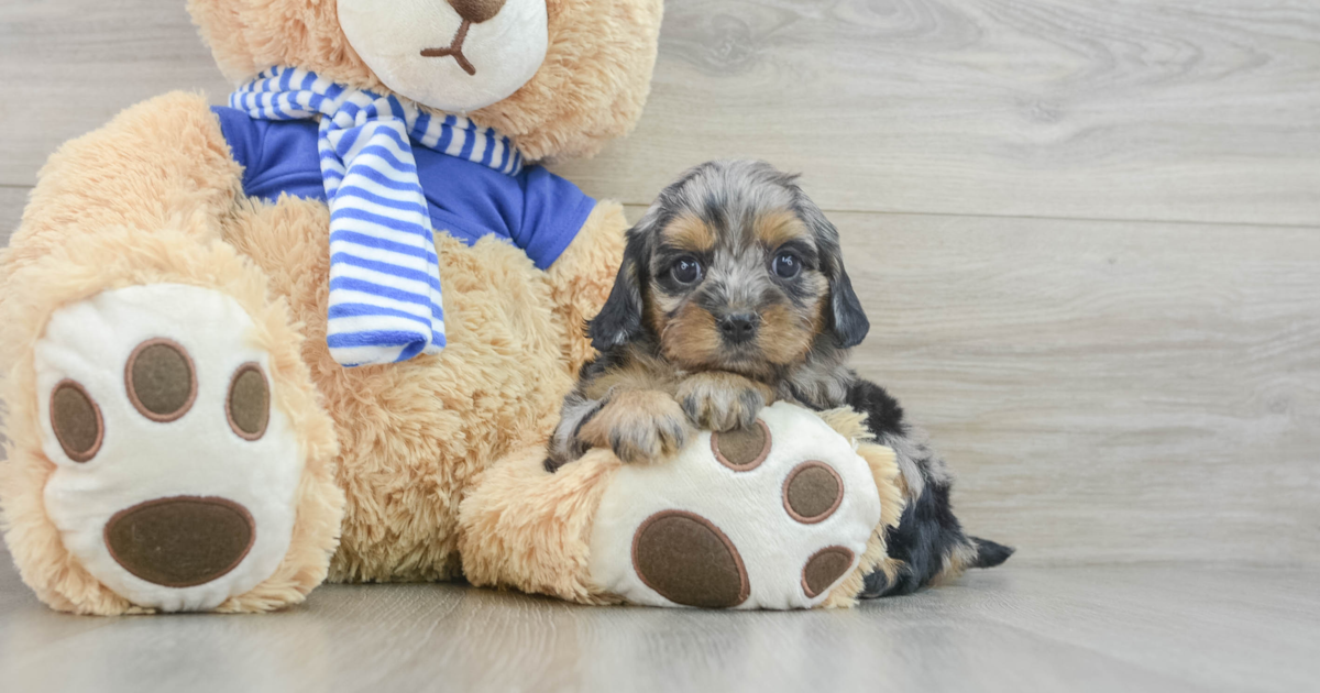 Petite Cavapoo Bumble: 4lb 8oz Doodle Puppy