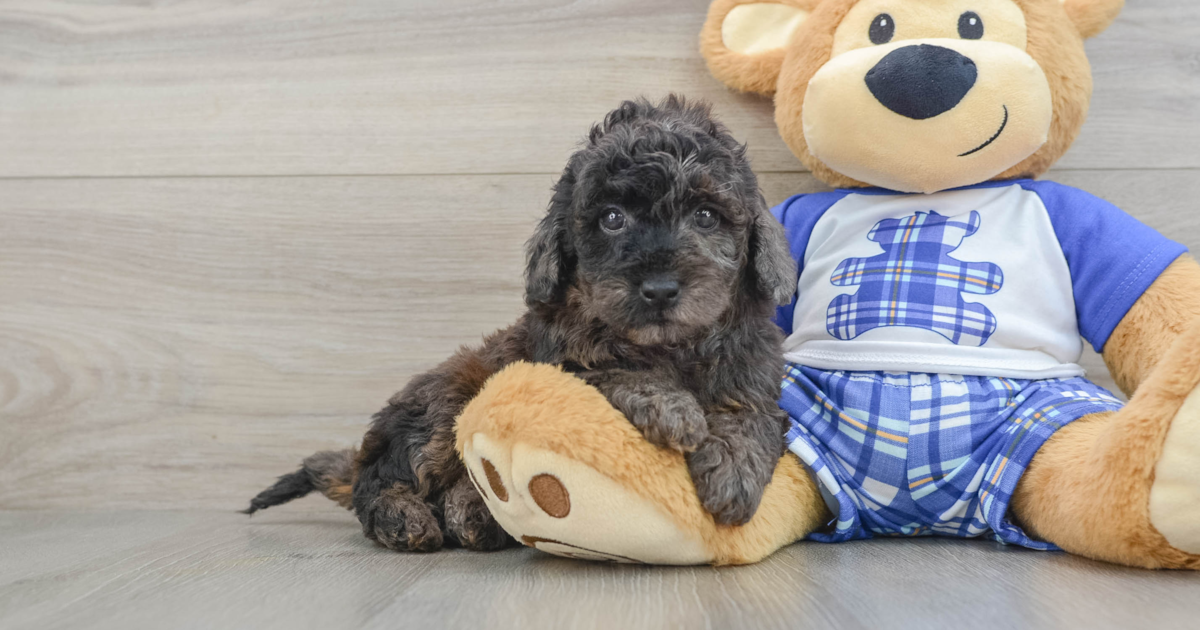 Happy Cavapoo Bumble: 4lb 4oz Doodle Puppy