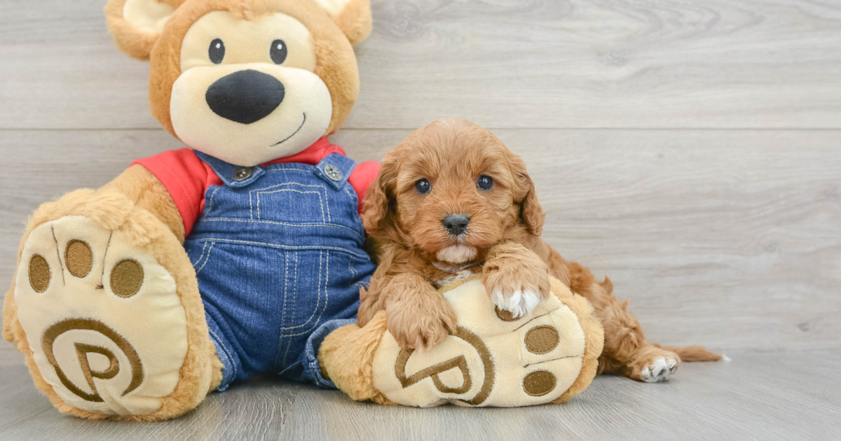 Funny Cavapoo Bumble: 4lb 15oz Doodle Puppy