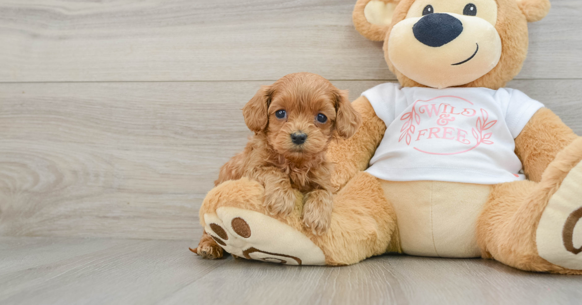 Popular Cavapoo Cecee: 2lb 5oz Doodle Puppy