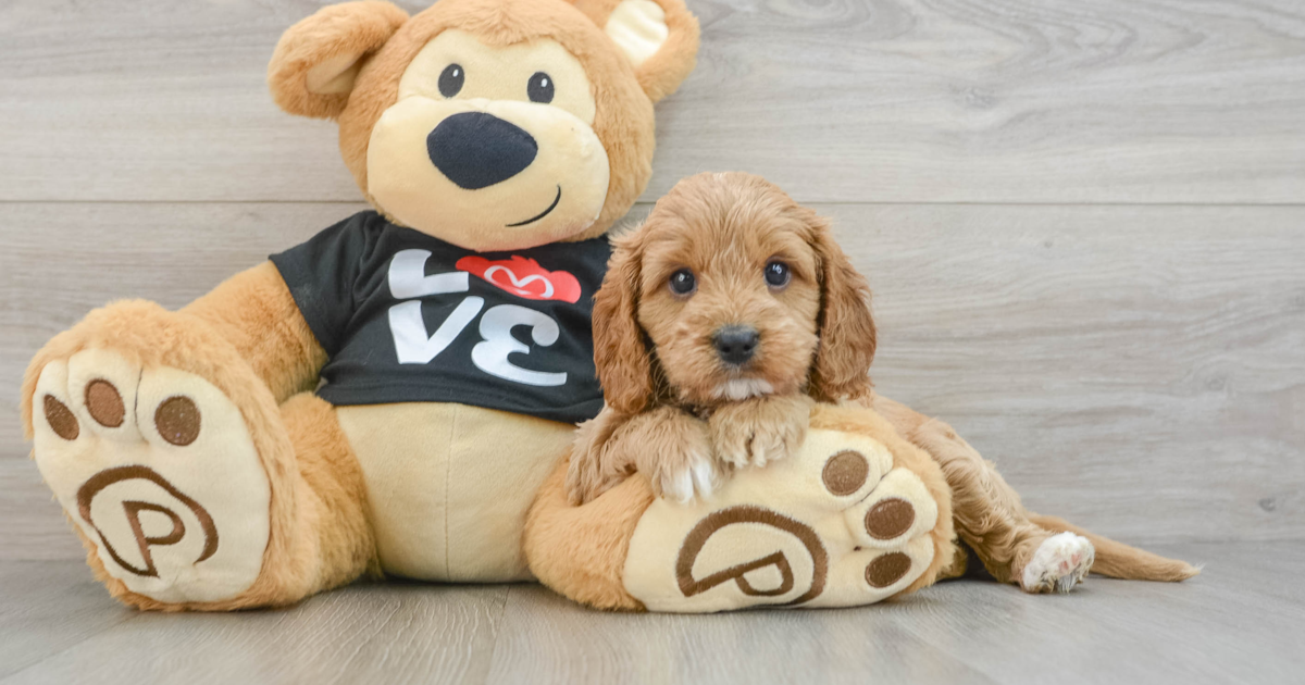 Popular Cavapoo Cecee: 5lb 5oz Doodle Puppy