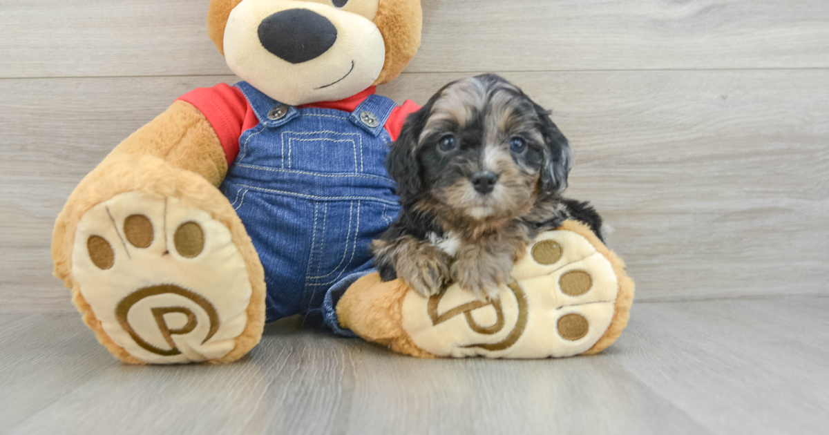 Smart Cavapoo Cecee: 3lb 6oz Doodle Puppy