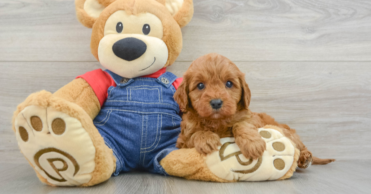 Petite Cavapoo Cecee: 5lb 15oz Doodle Puppy