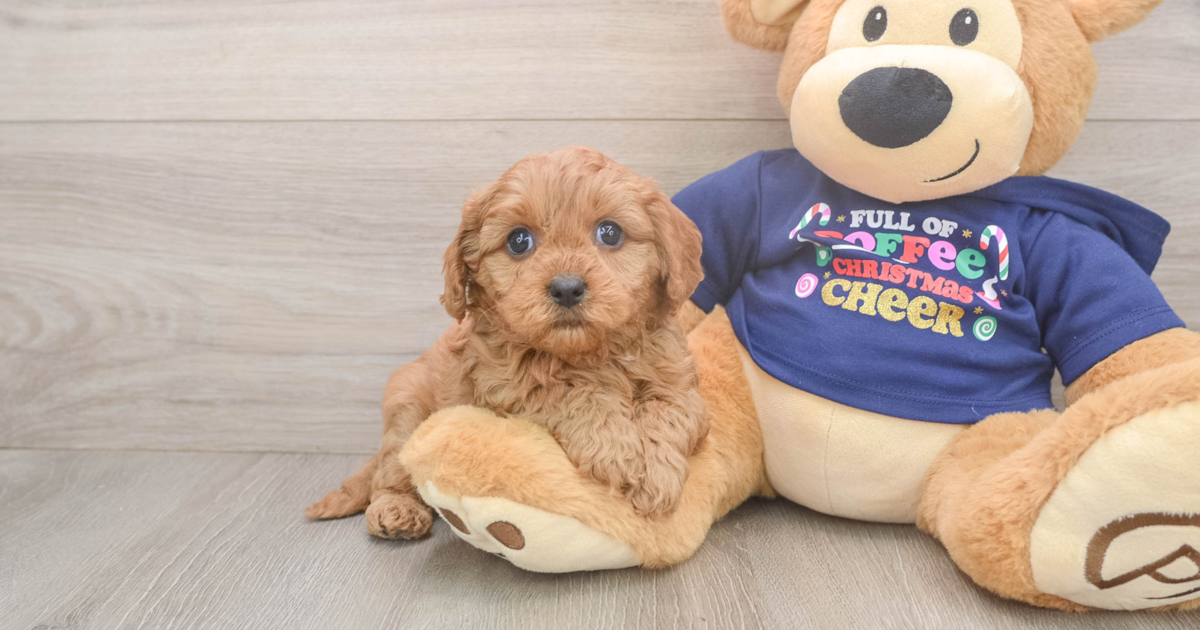 Adorable Cavapoo Celine: 4lb 5oz Doodle Puppy