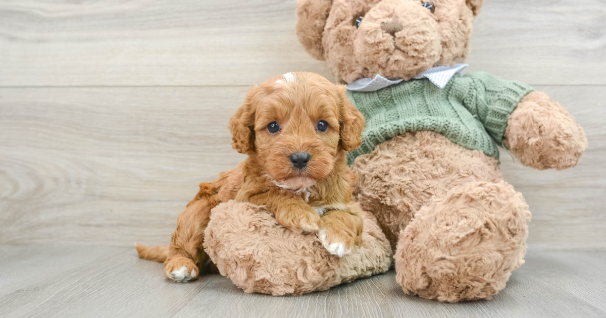 Energetic Cavapoo Charlie: 5lb 5oz Doodle Puppy