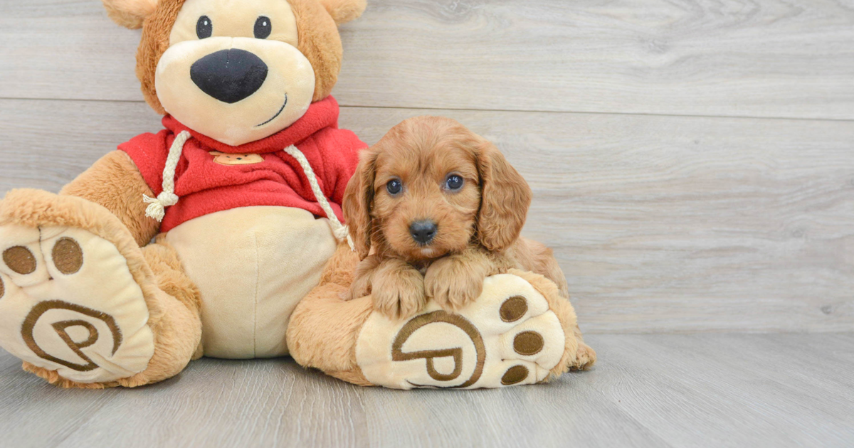 Funny Cavapoo Chelsea: 4lb 7oz Doodle Puppy