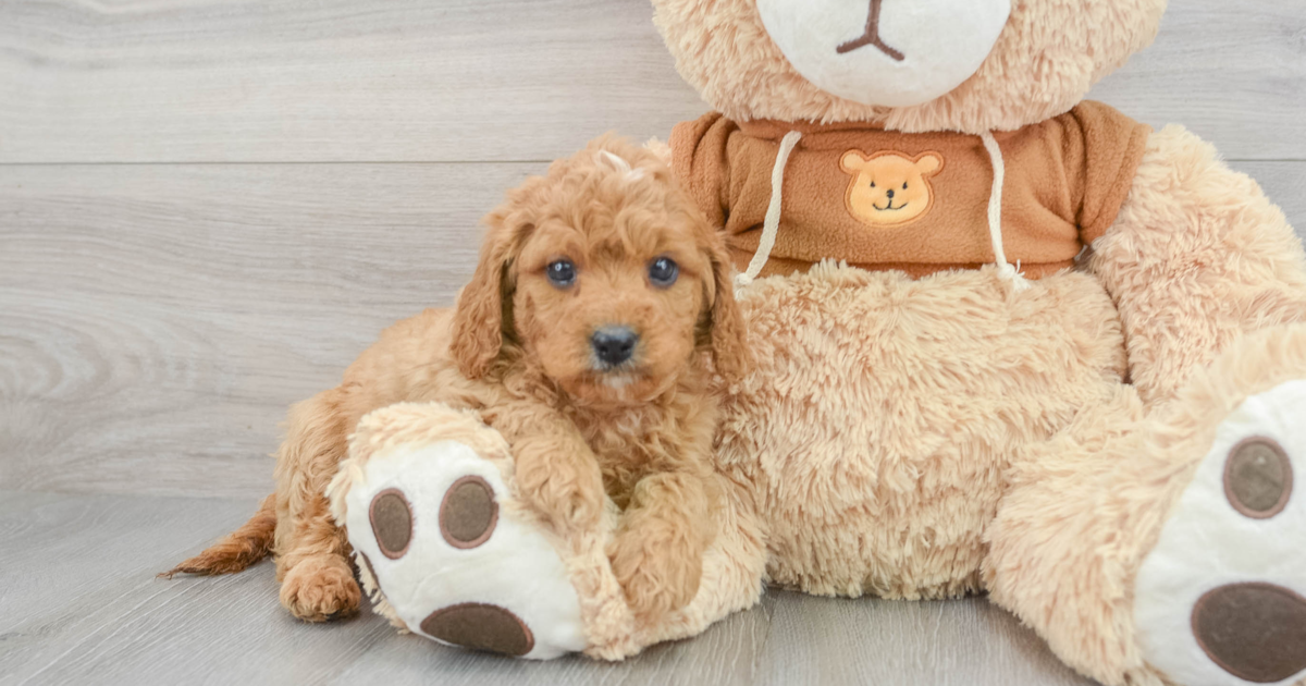 Cute Cavapoo Chelsea: 6lb 7oz Doodle Puppy