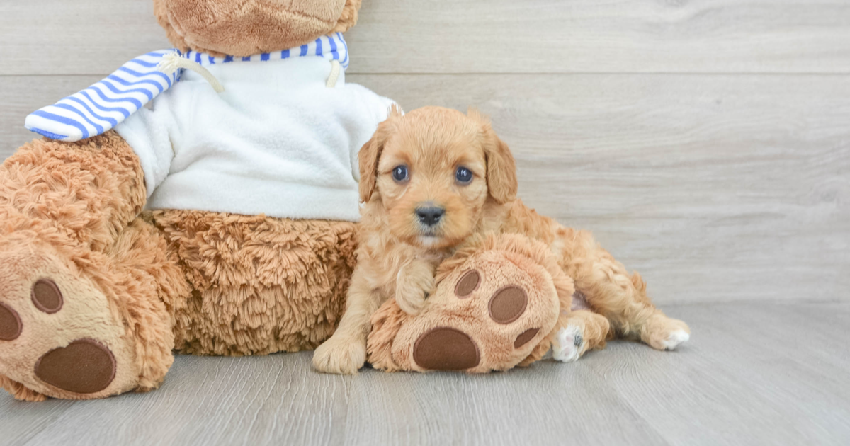 Sweet Cavapoo Chelsea: 4lb 5oz Doodle Puppy