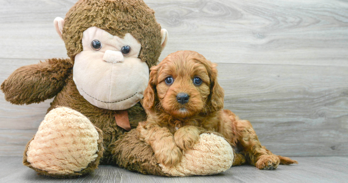 Adorable Cavapoo Daria: 4lb 5oz Doodle Puppy