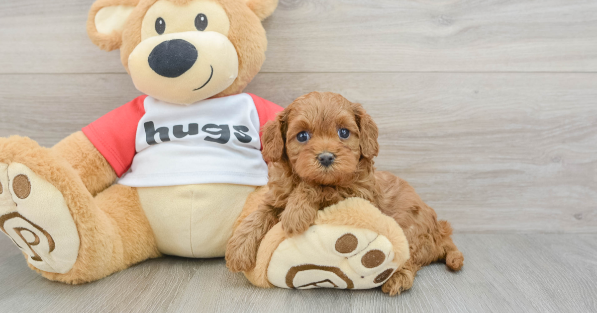 Sweet Cavapoo Debra: 3lb 9oz Doodle Puppy