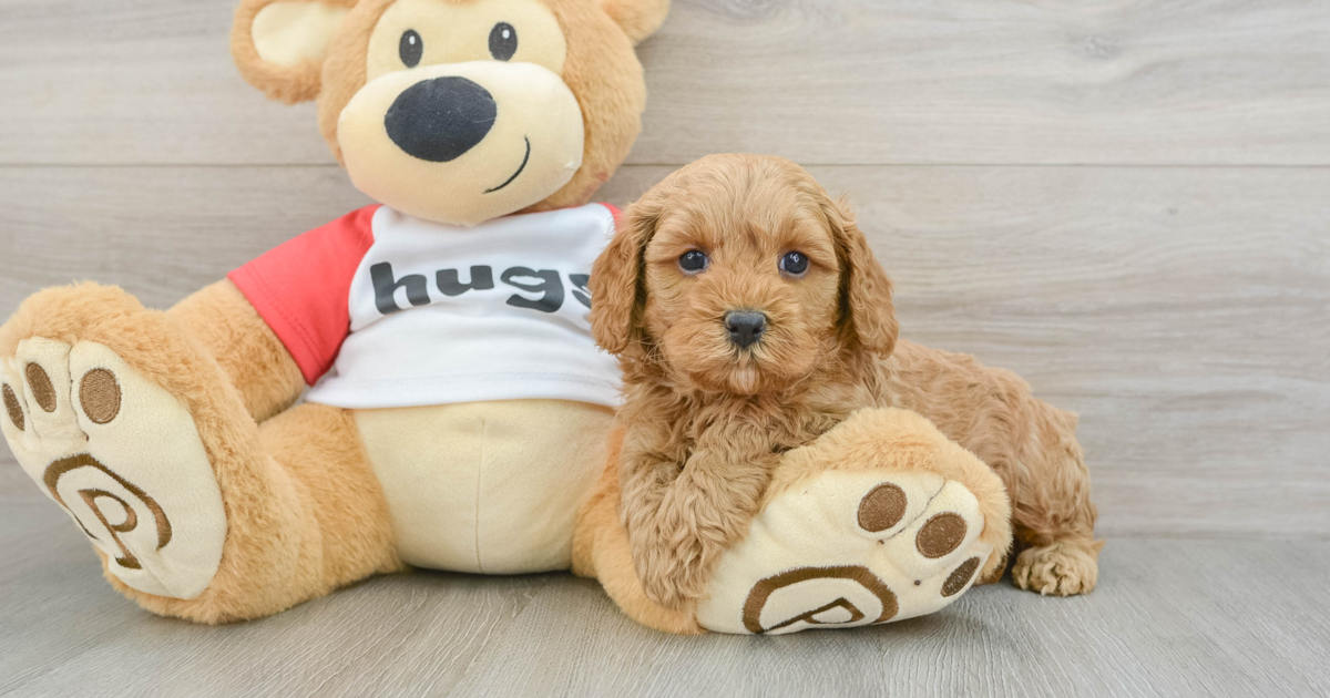 Funny Cavapoo Dilly: 5lb 8oz Doodle Puppy