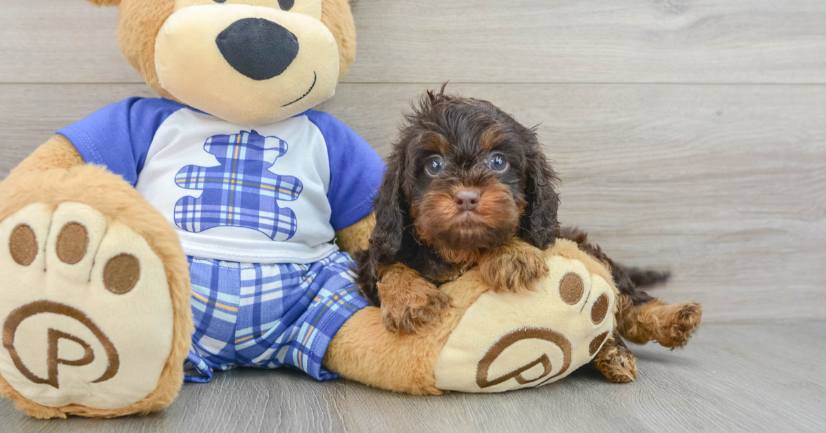 Fluffy Cavapoo Donnie: 3lb 10oz Doodle Puppy