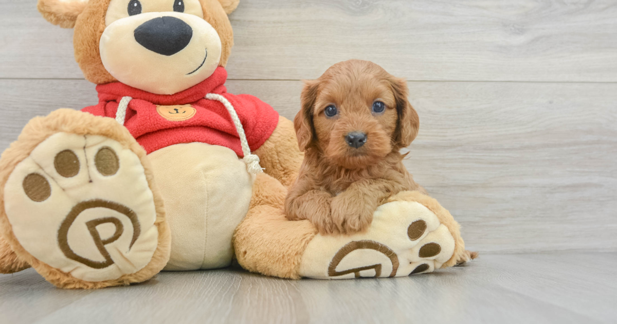 Fluffy Cavapoo Edith: 4lb 5oz Doodle Puppy