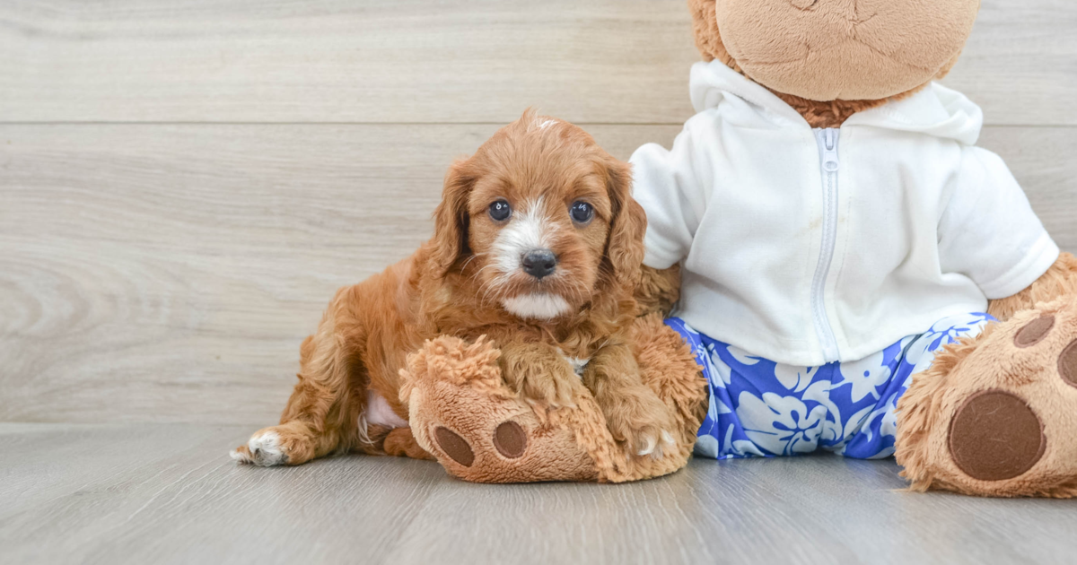 Energetic Cavapoo Eleven: 5lb 3oz Doodle Puppy