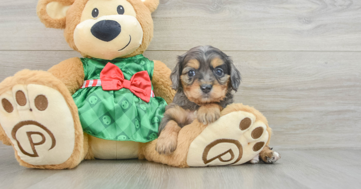 Funny Cavapoo Eleven: 4lb 11oz Doodle Puppy