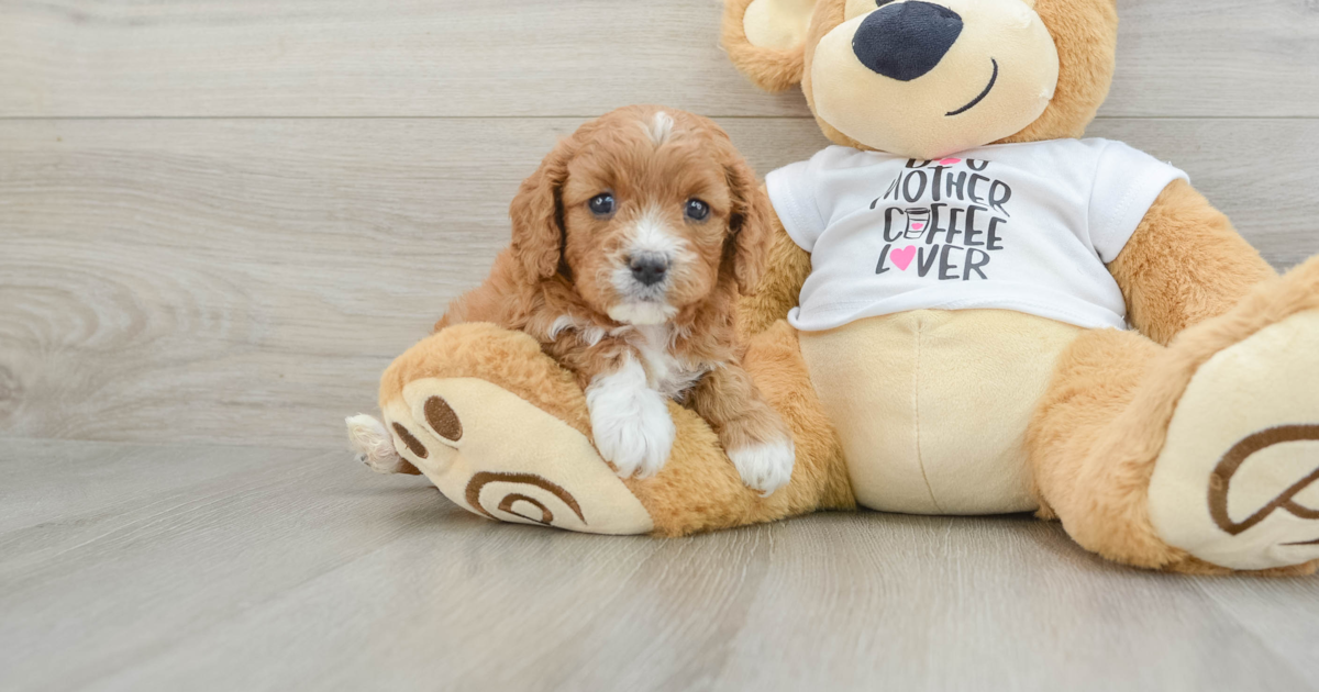 Adorable Cavapoo Eleven: 4lb 5oz Doodle Puppy