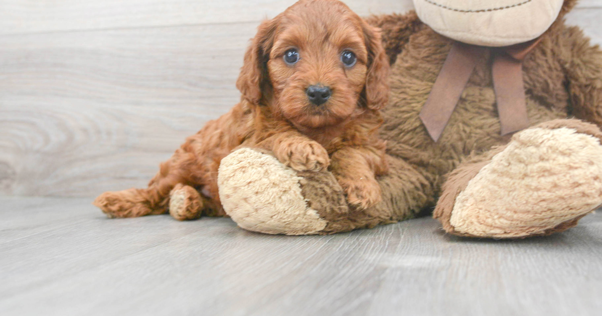 Hypoallergenic Cavapoo Eleven: 4lb 1oz Doodle Puppy