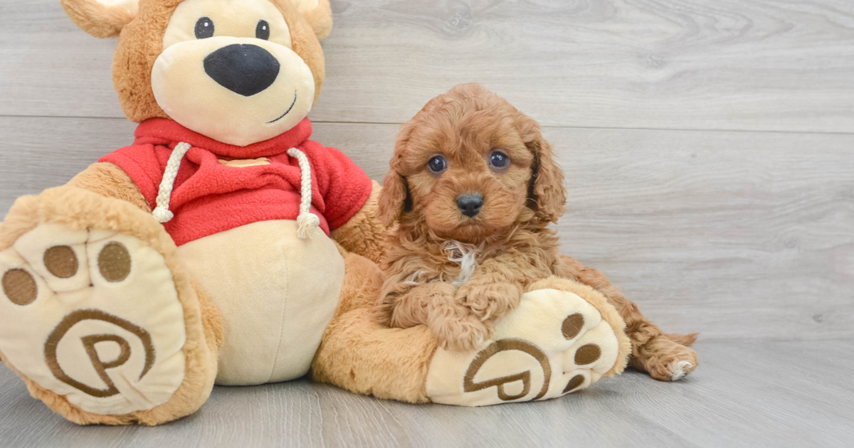 Funny Cavapoo Ellis: 5lb 10oz Doodle Puppy